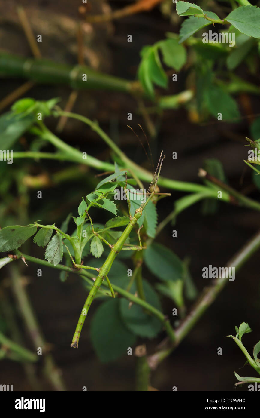 Stick insect (Periphetes forcipatus). Wildlife animal Stock Photo - Alamy