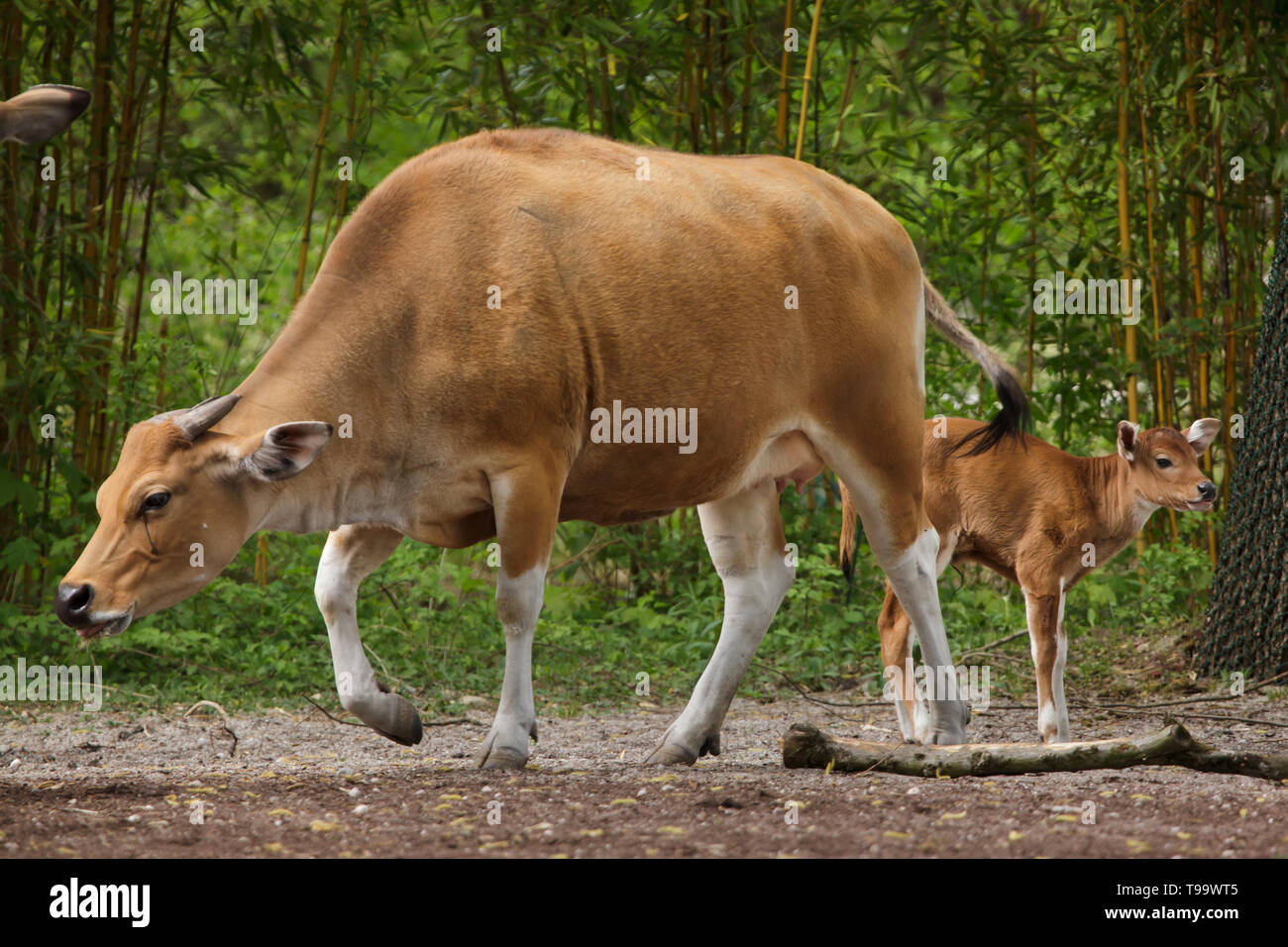 Bos javanicus calf female hi-res stock photography and images - Alamy