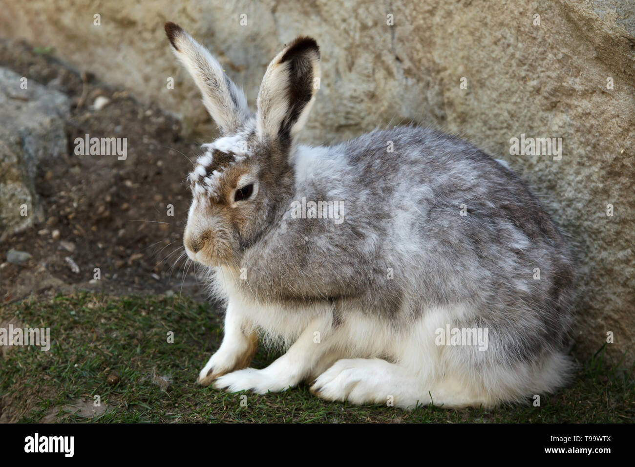 Mountain hare (Lepus timidus), also known as the white hare Stock Photo ...