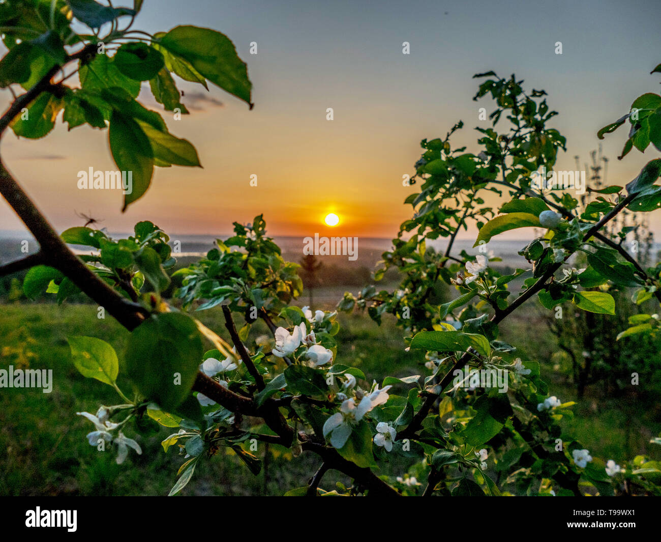 Apple orchard vintage blossom vintage hi-res stock photography and ...