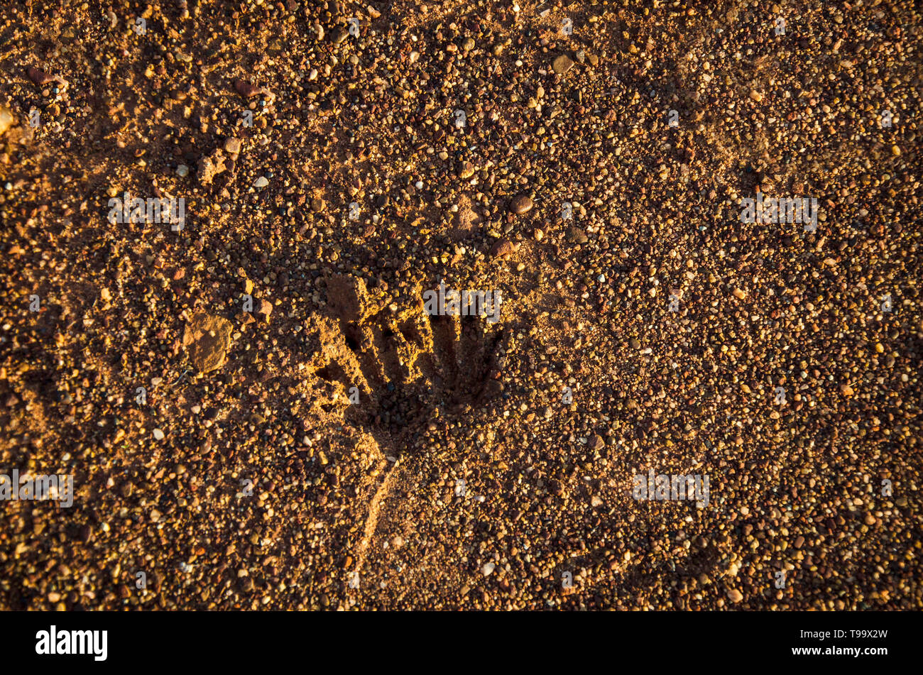 Wallaby footprints in the Outback sandy soil Stock Photo - Alamy