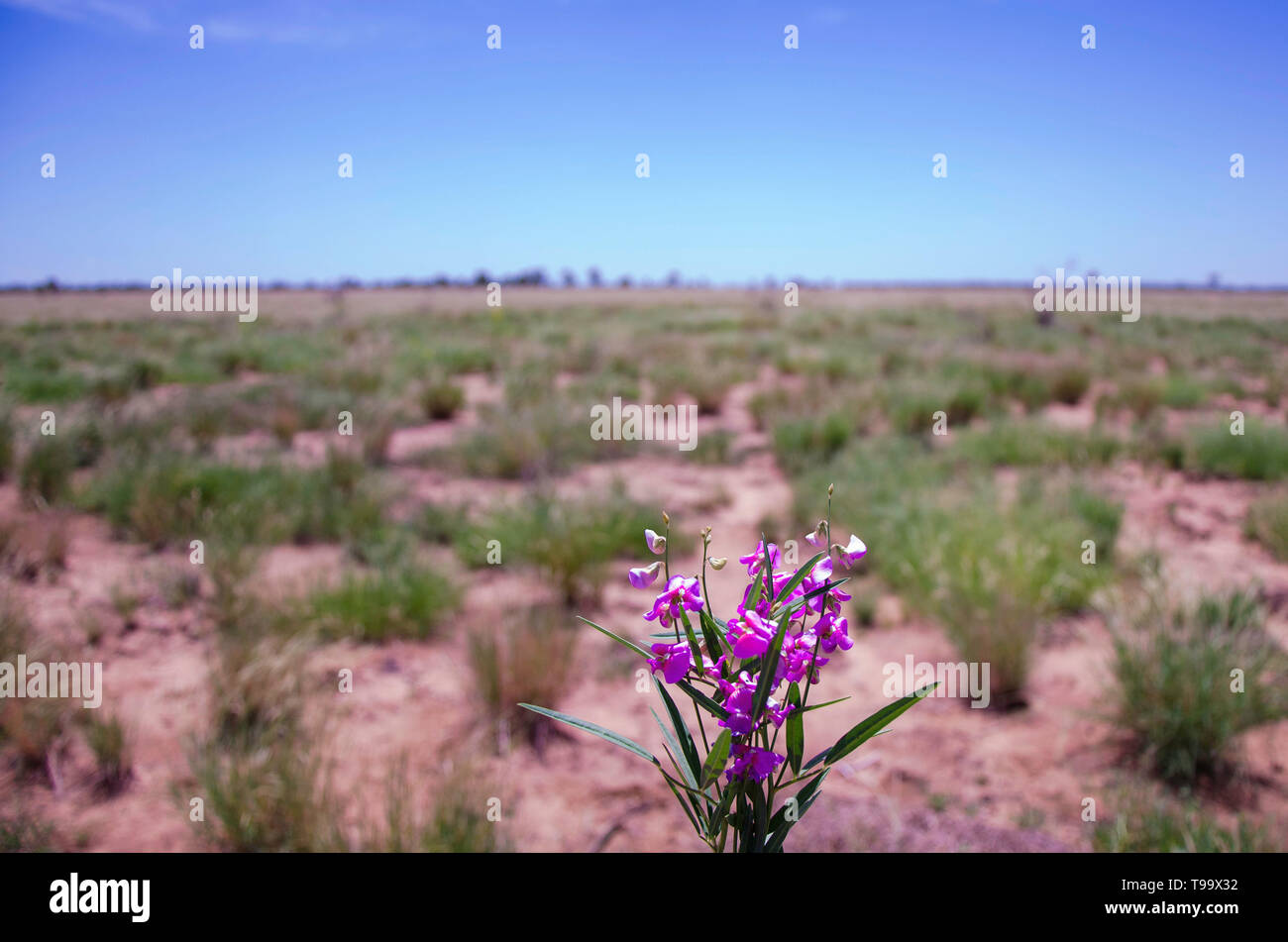Purple wildflowers with an Outback view in the background Stock Photo ...