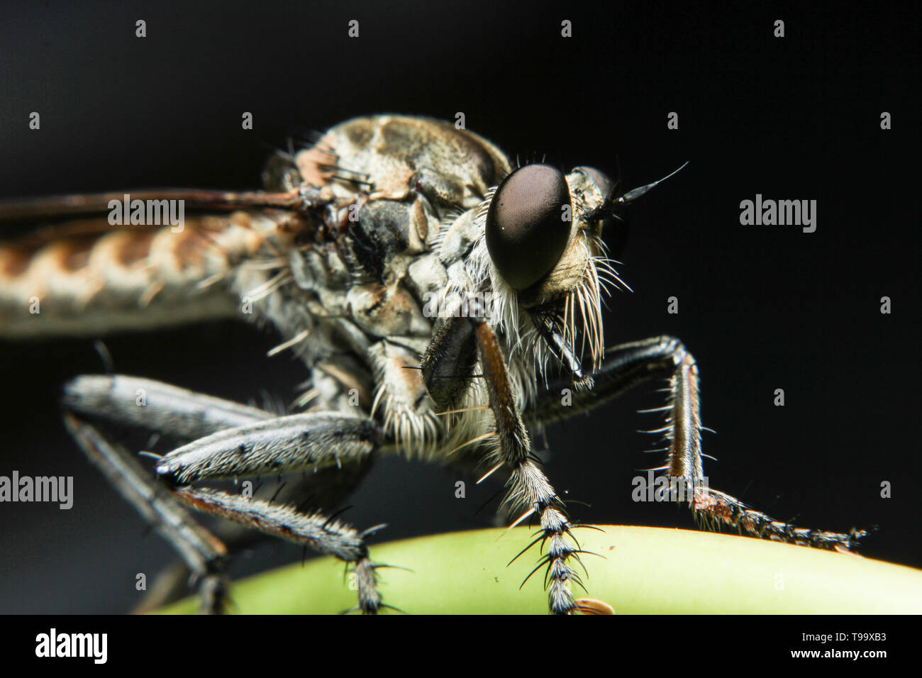 Macro Photography of Orange Robber Fly hunting an insect. Wild nature ...