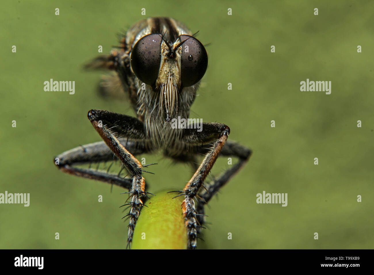 Macro Photography of Orange Robber Fly hunting an insect. Wild nature ...