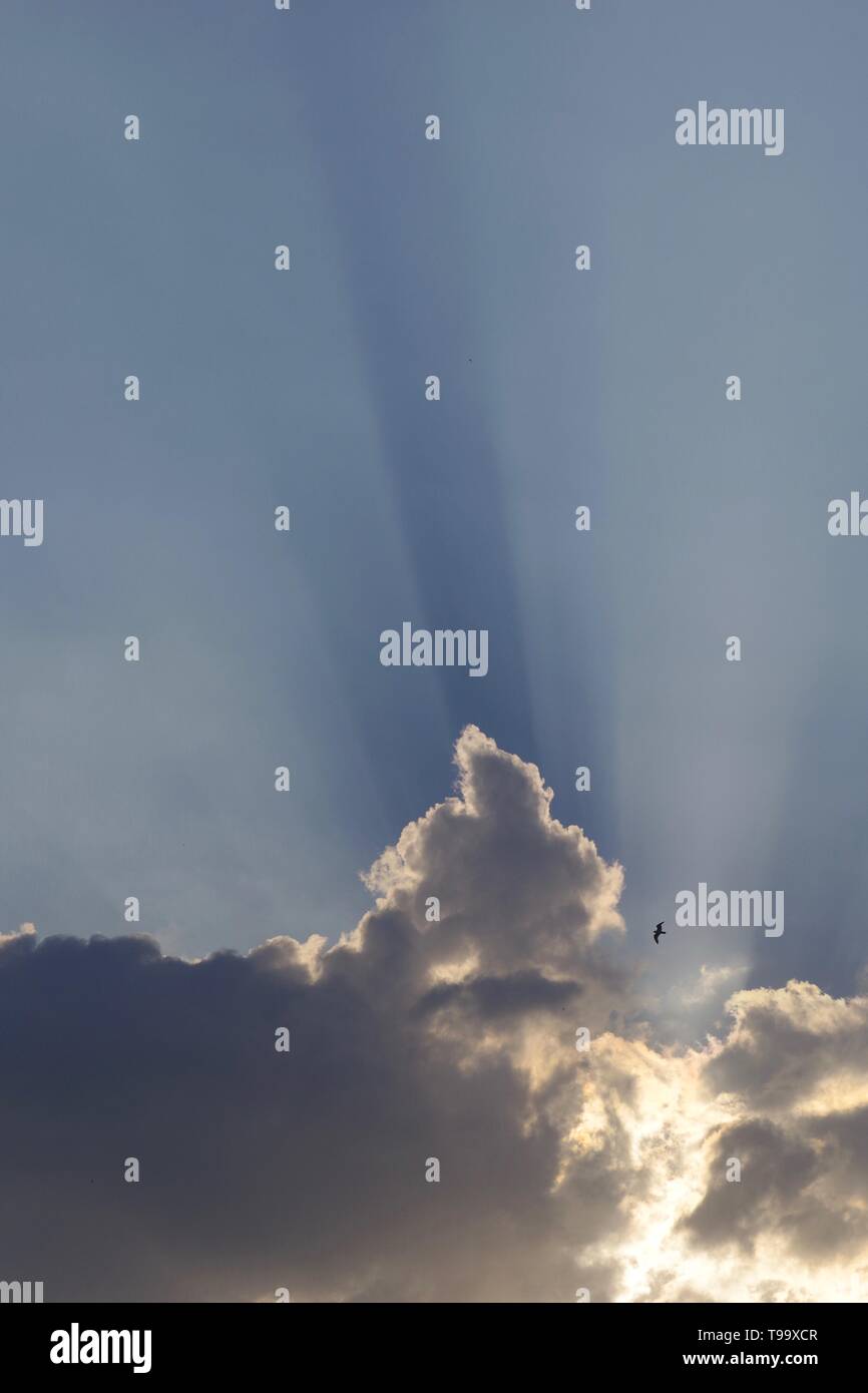 Stunning Crepuscular Sun Rays from Behind Cumulus Mediocris Cloud at ...
