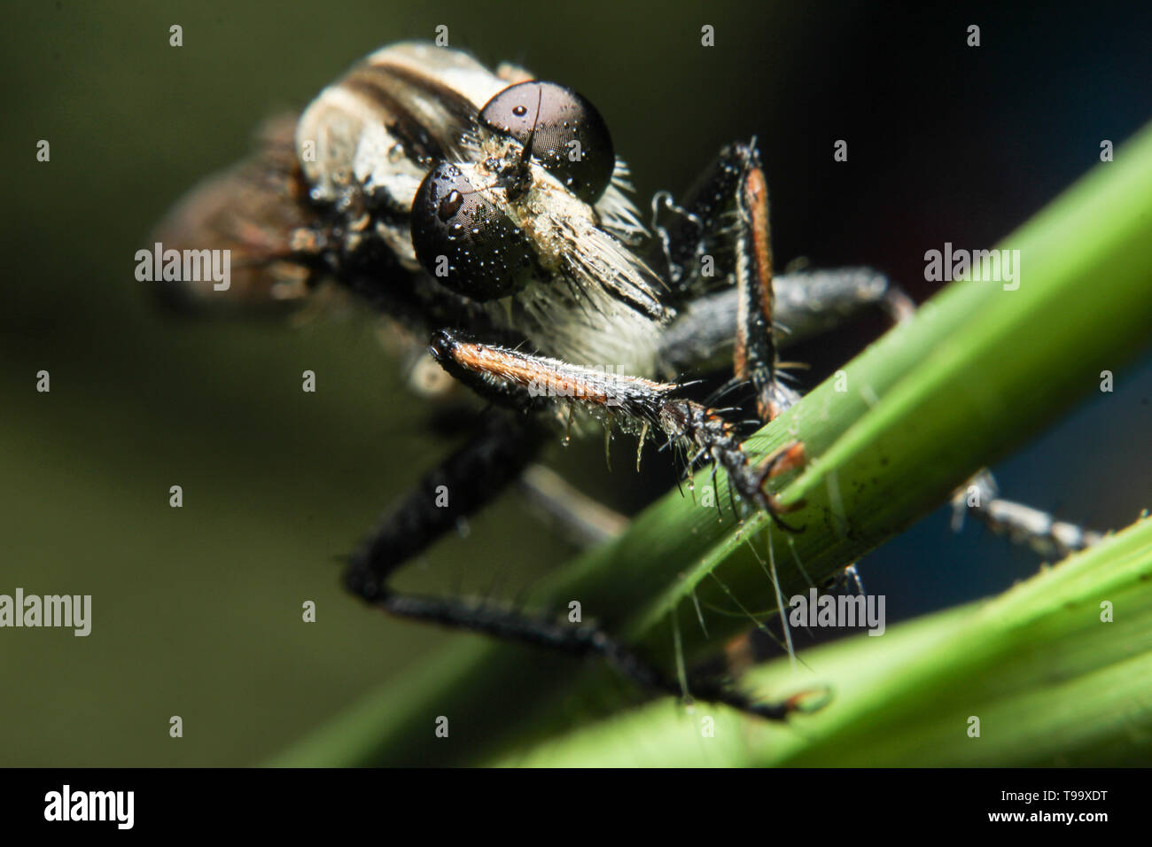 Macro Photography of Orange Robber Fly hunting an insect. Wild nature ...