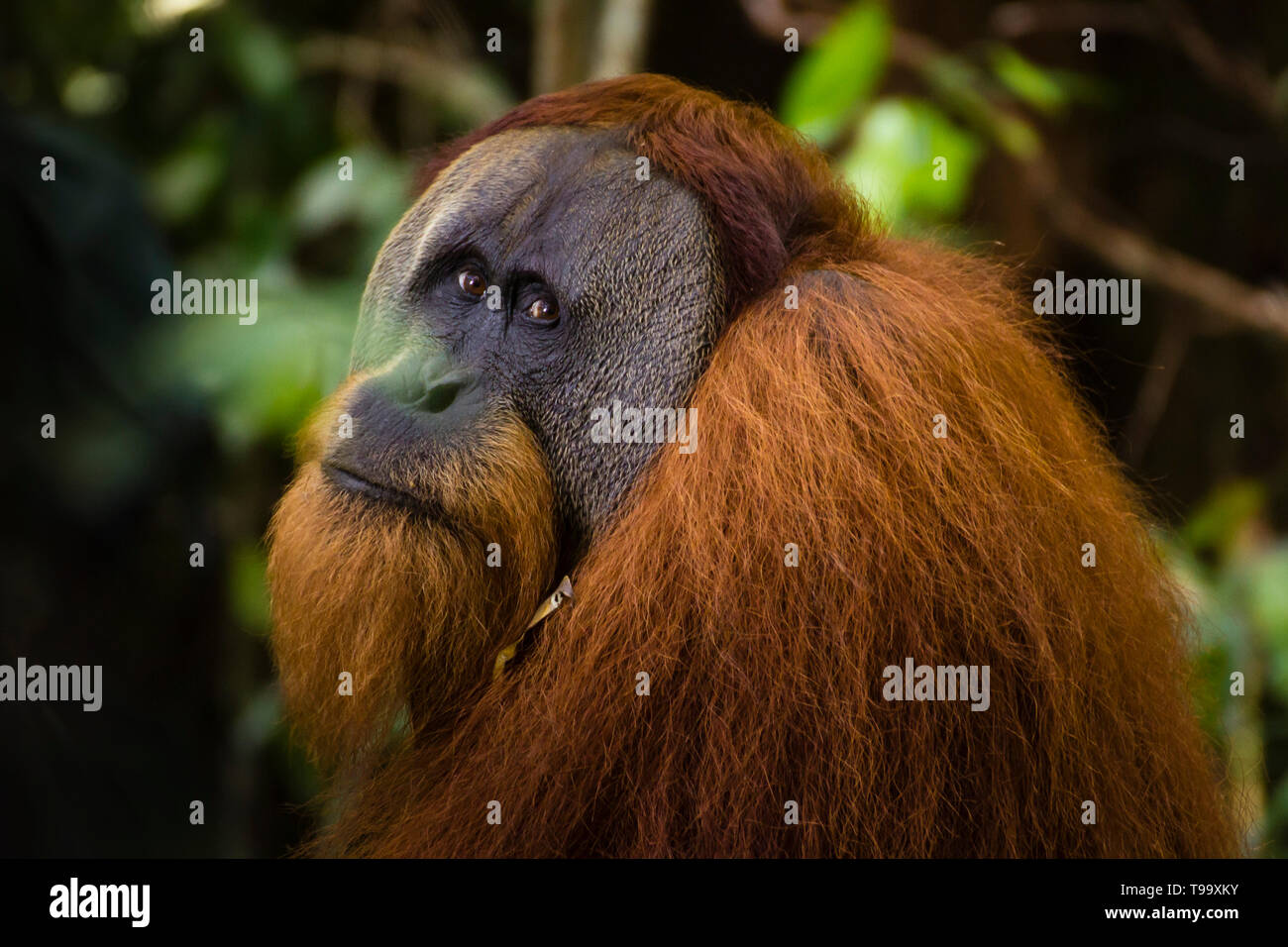 Bornean Orangutan And Sumatran Orangutan