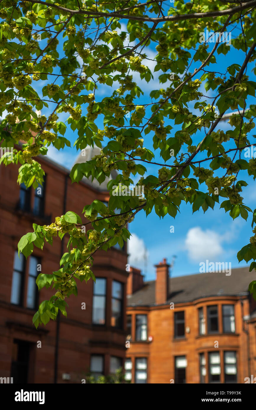 Sunny Spring Street Scene in Glasgow, Scotland Stock Photo - Alamy