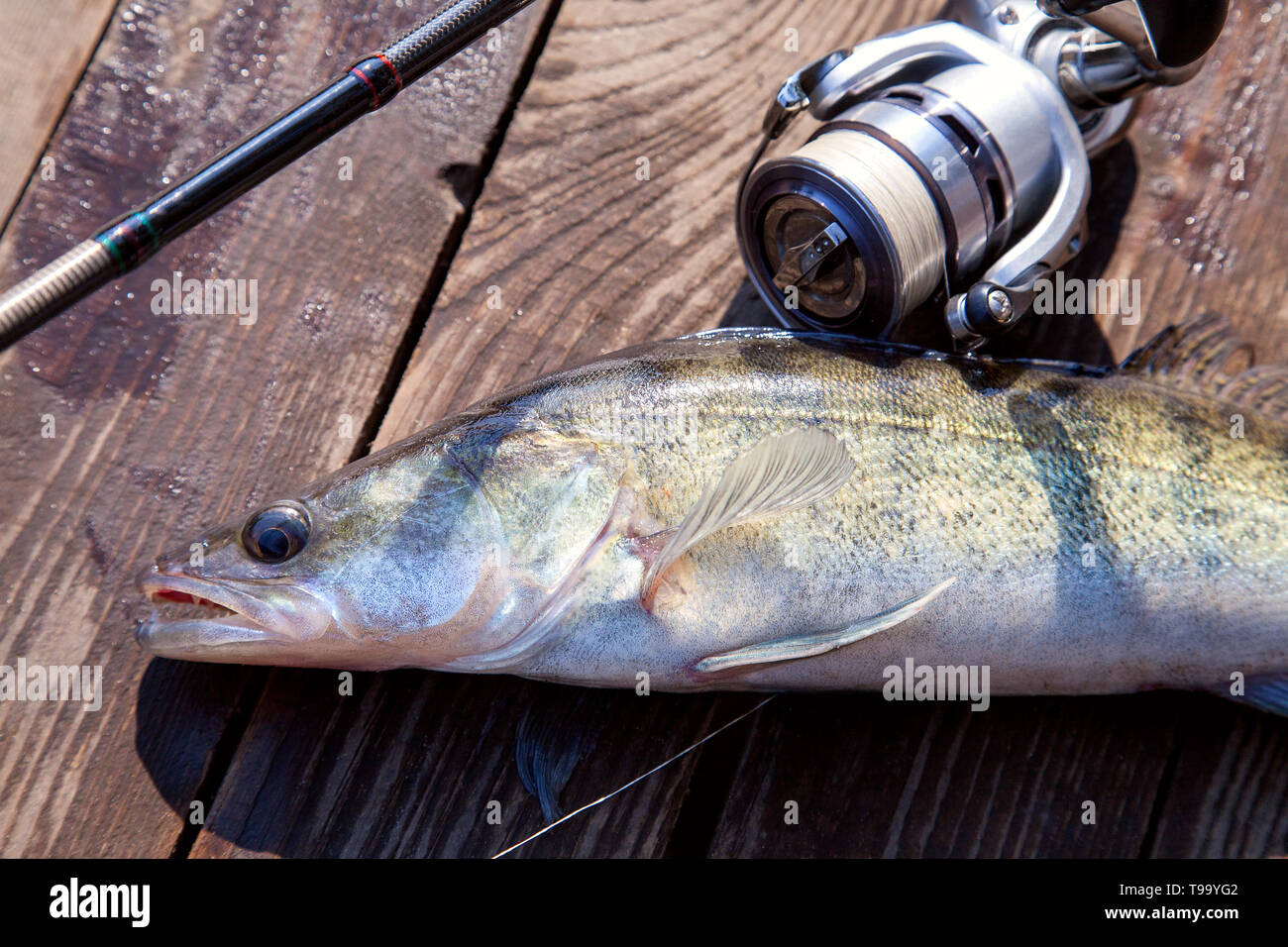Fishing concept, trophy catch - big freshwater zander fish know as ...