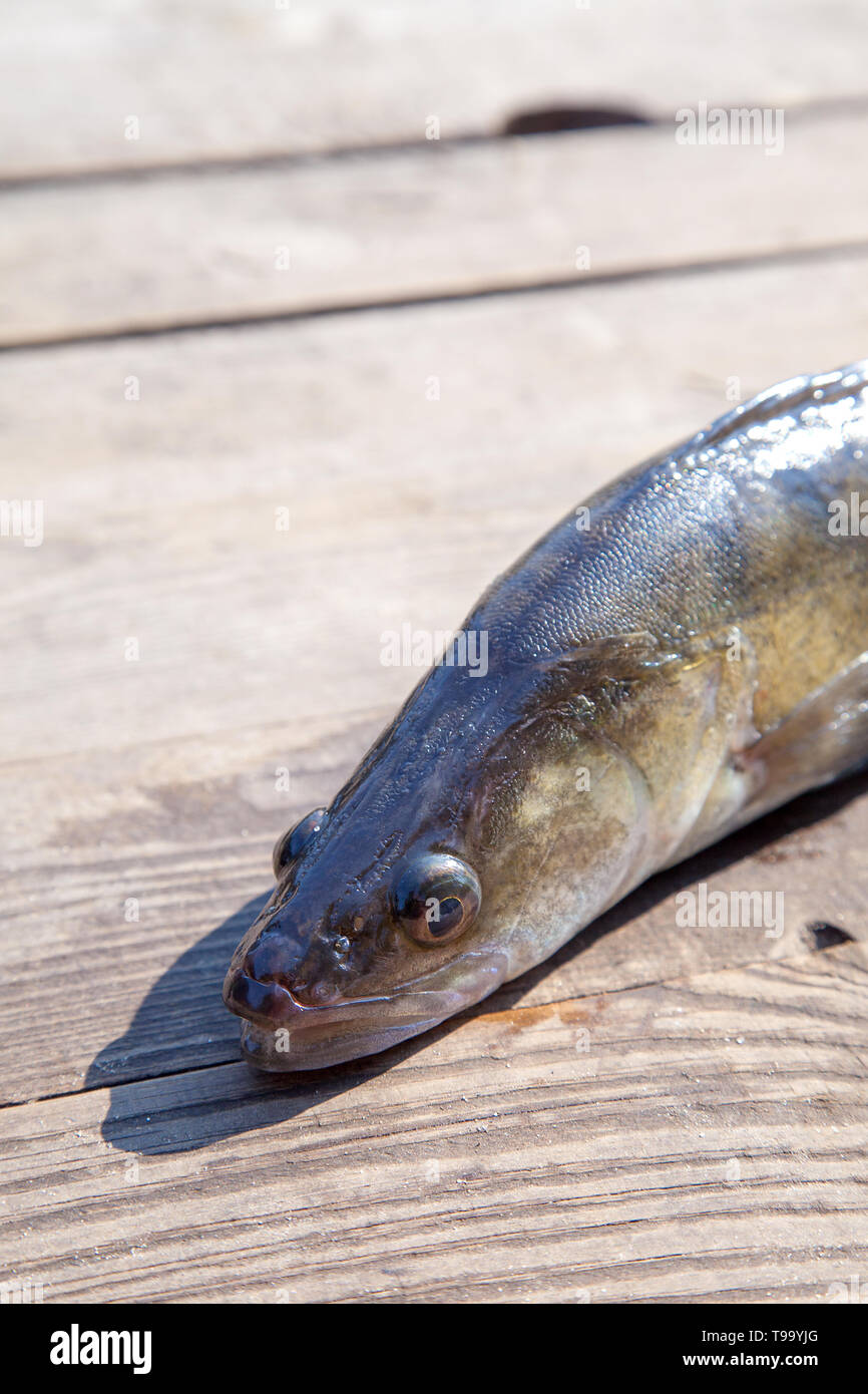 Fishing concept, trophy catch - big freshwater zander fish know as ...