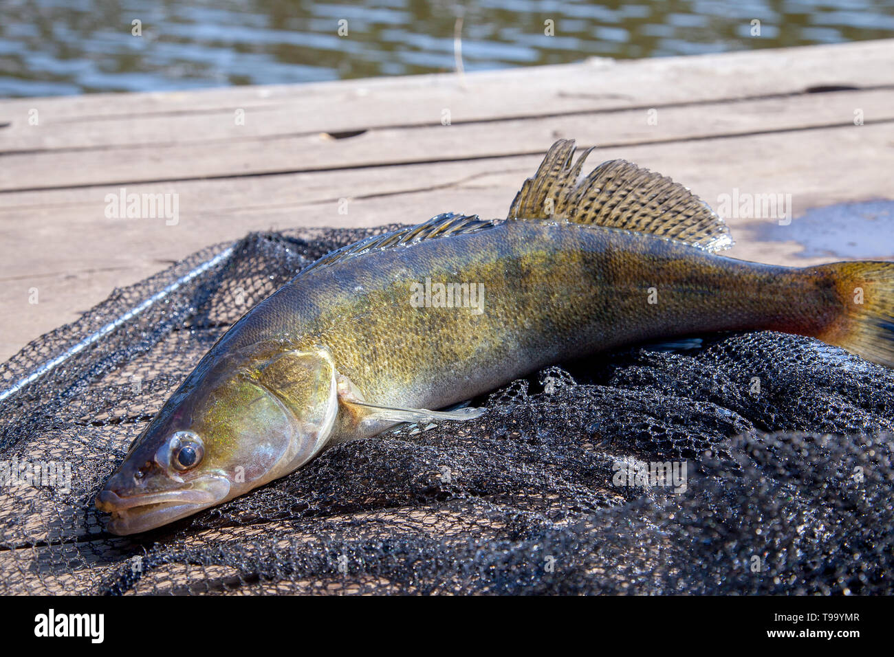 Freshwater zander fish know as sander lucioperca just taken from the ...