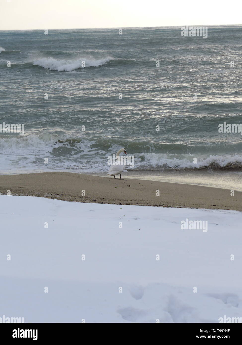 snow on sea coast beach Stock Photo - Alamy