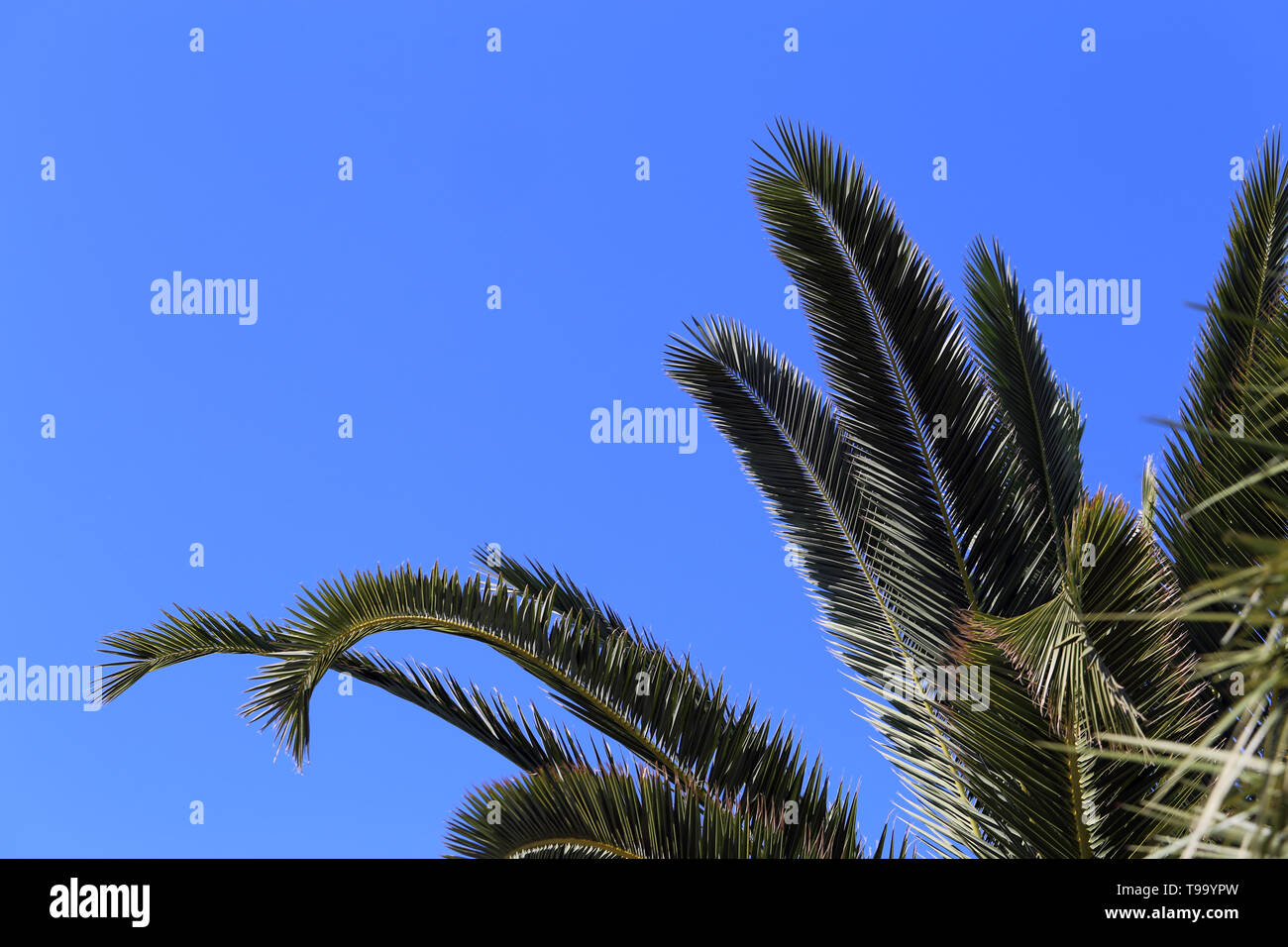 Palm Tree Branches And Blue Sky From Below Photographed In A Paradise palm-tree-branches-and-blue-sky-from-below-photographed-in-a-paradise