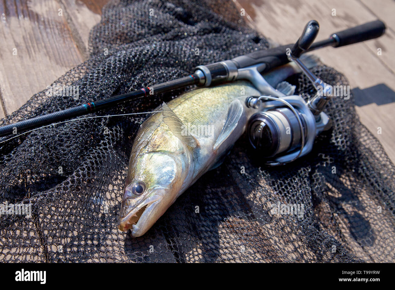 Freshwater zander fish know as sander lucioperca just taken from the ...