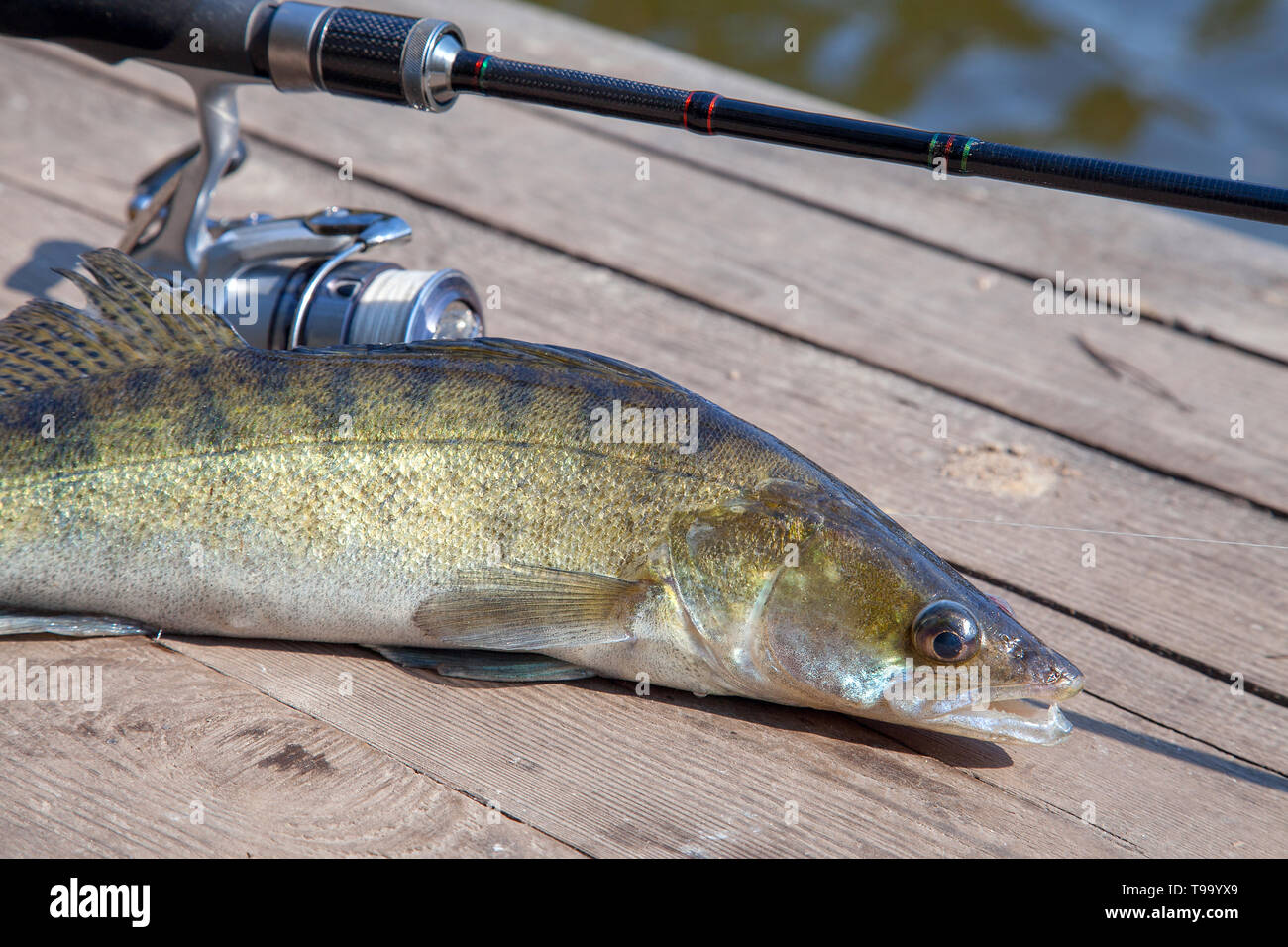 Fishing concept, trophy catch - big freshwater zander fish know as ...