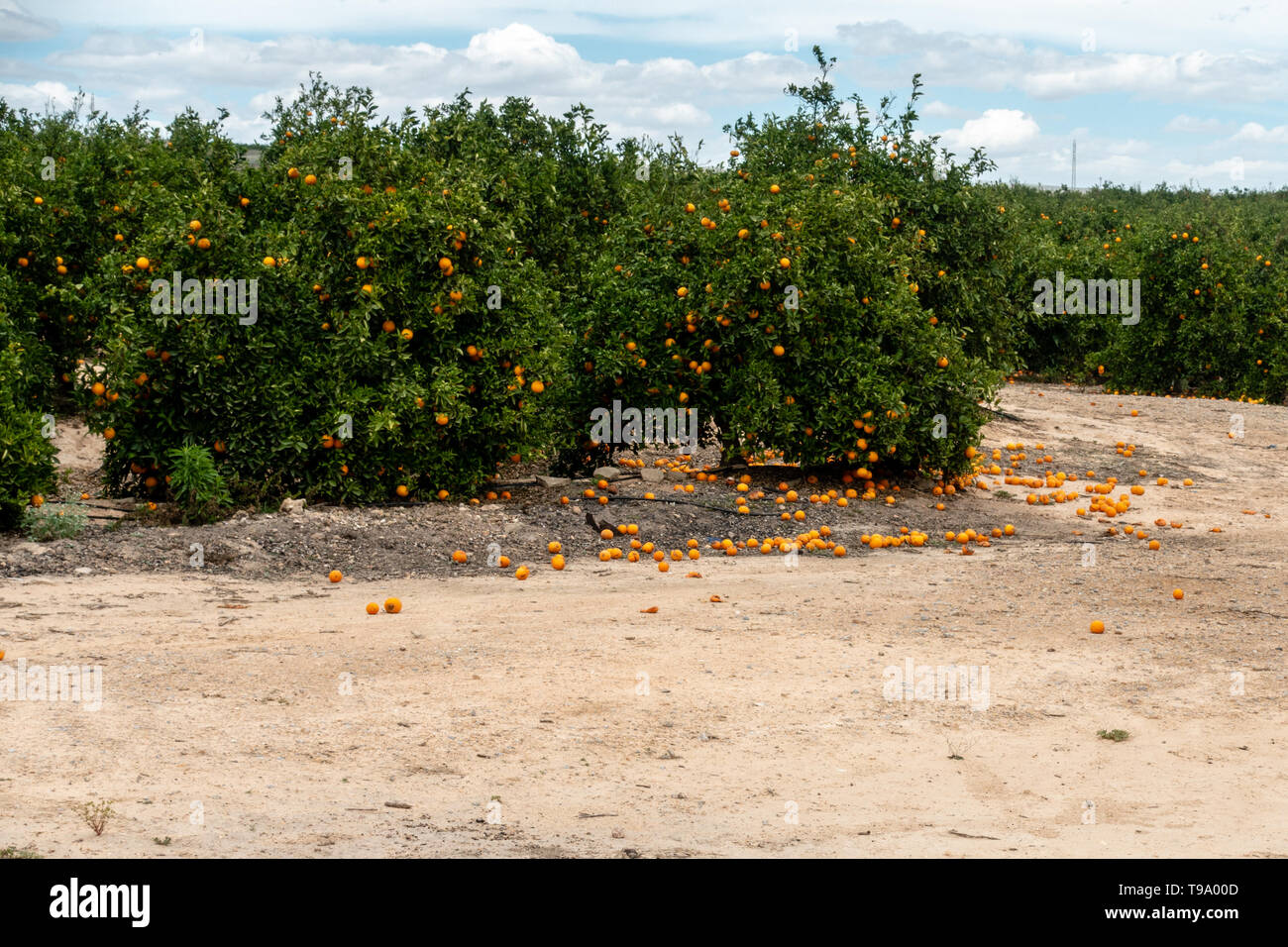 Rotting oranges hi-res stock photography and images - Alamy