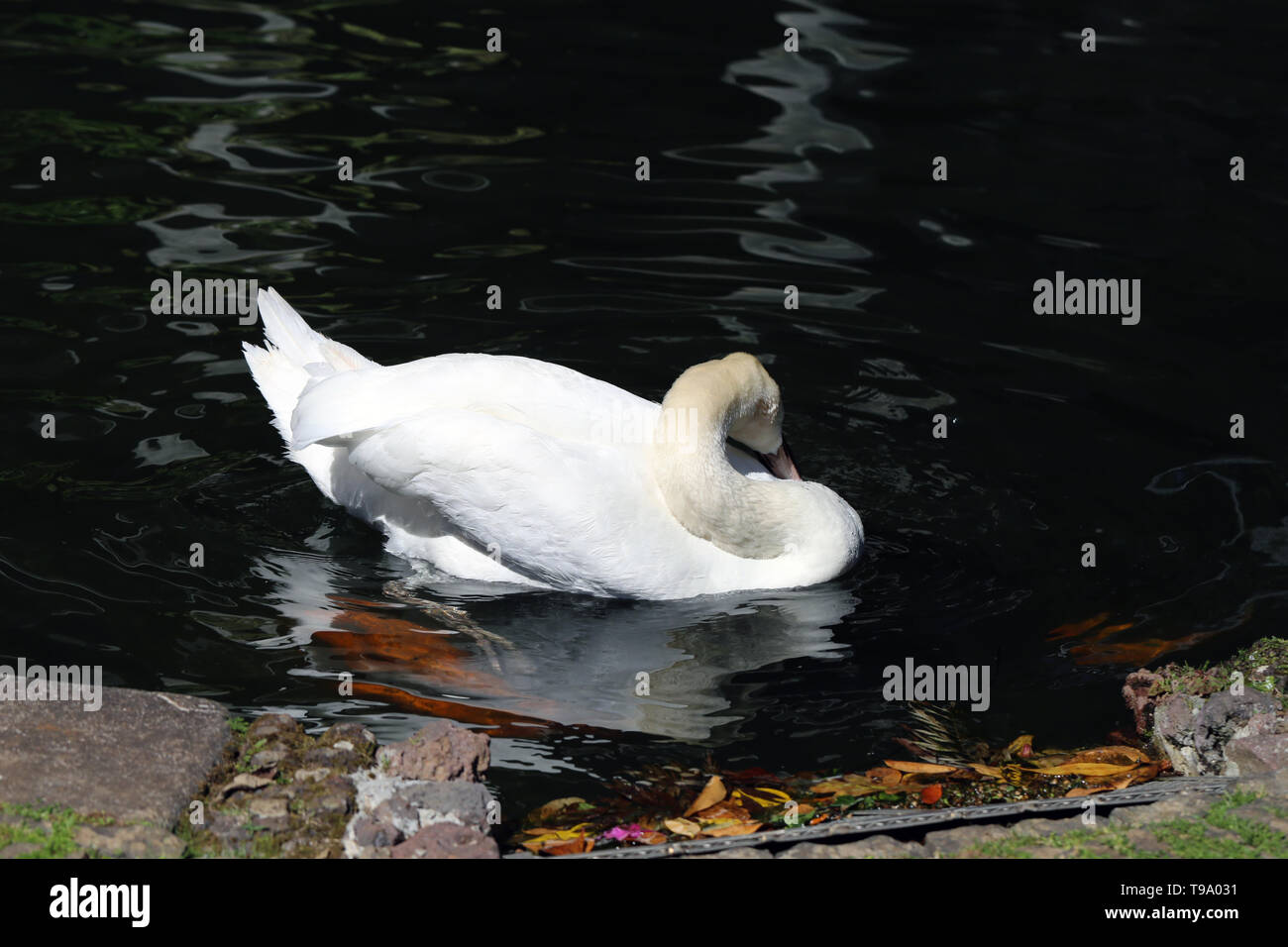 Beautiful white swam swimming in a small bond in a park located in ...
