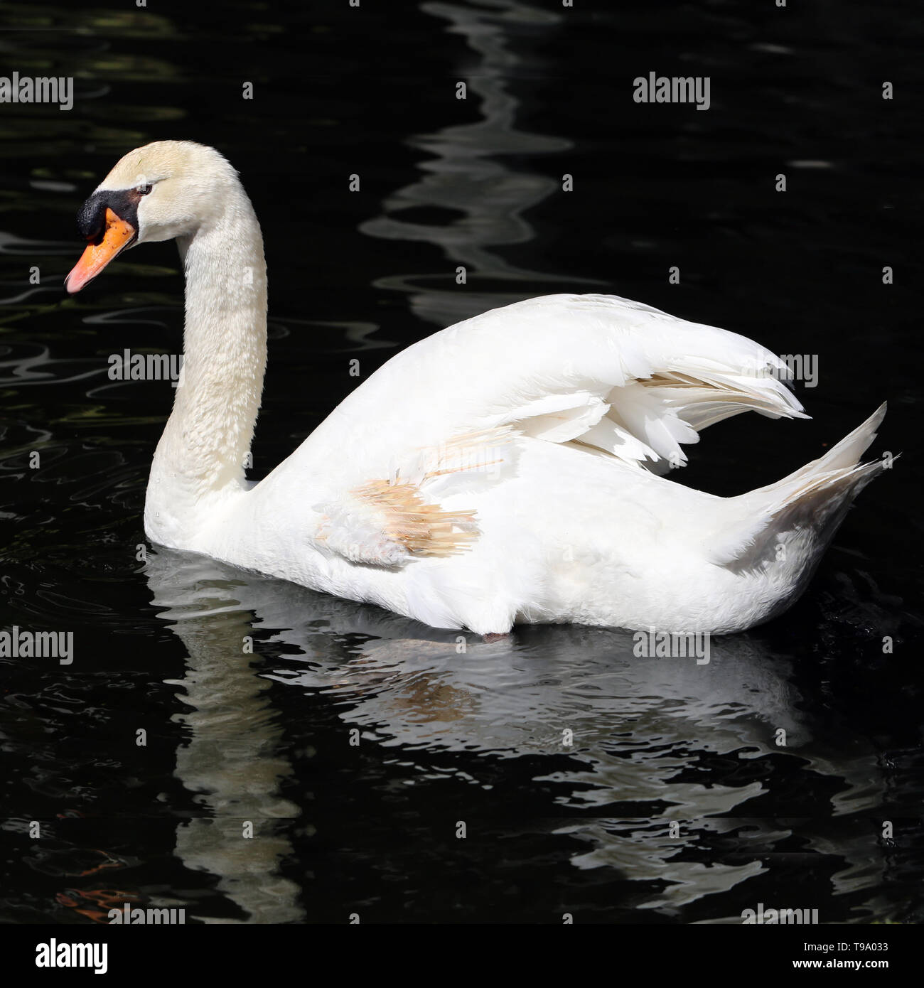 Beautiful white swam swimming in a small bond in a park located in ...