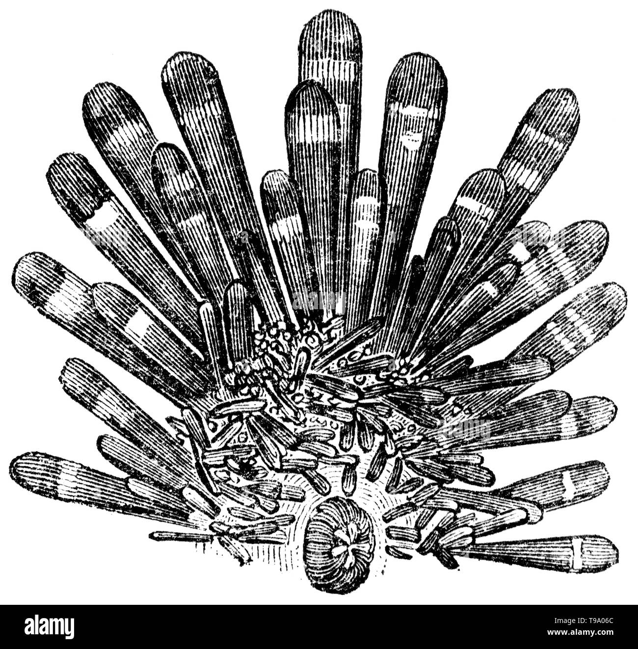 Wood cut engraved illustration, taken from 'The Treasury of Natural ...