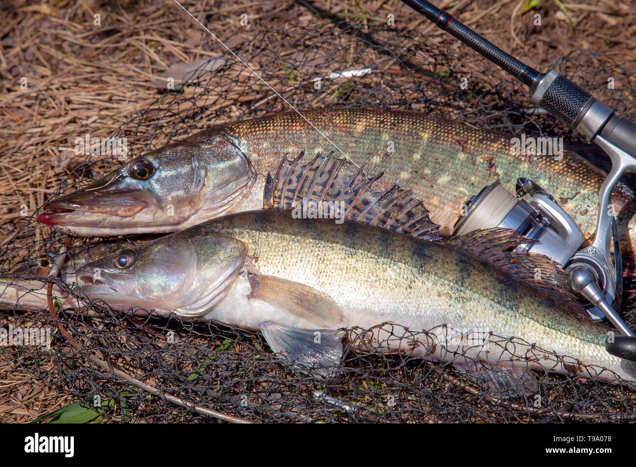 Fishing concept, trophy catch - big freshwater zander fish know as ...