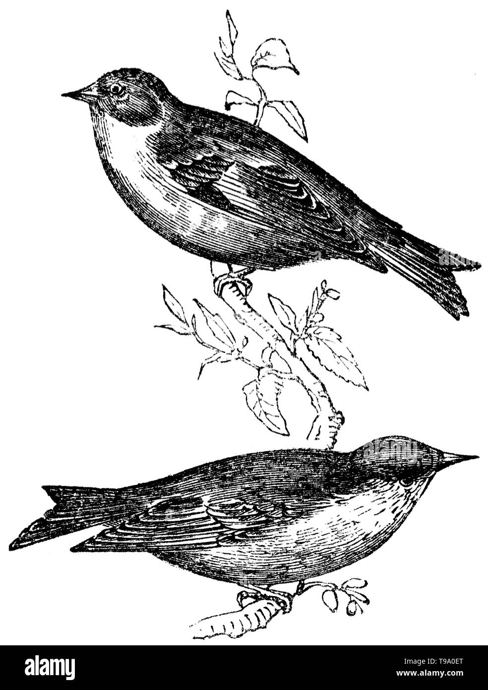 Goldfinch drawing hi-res stock photography and images - Alamy