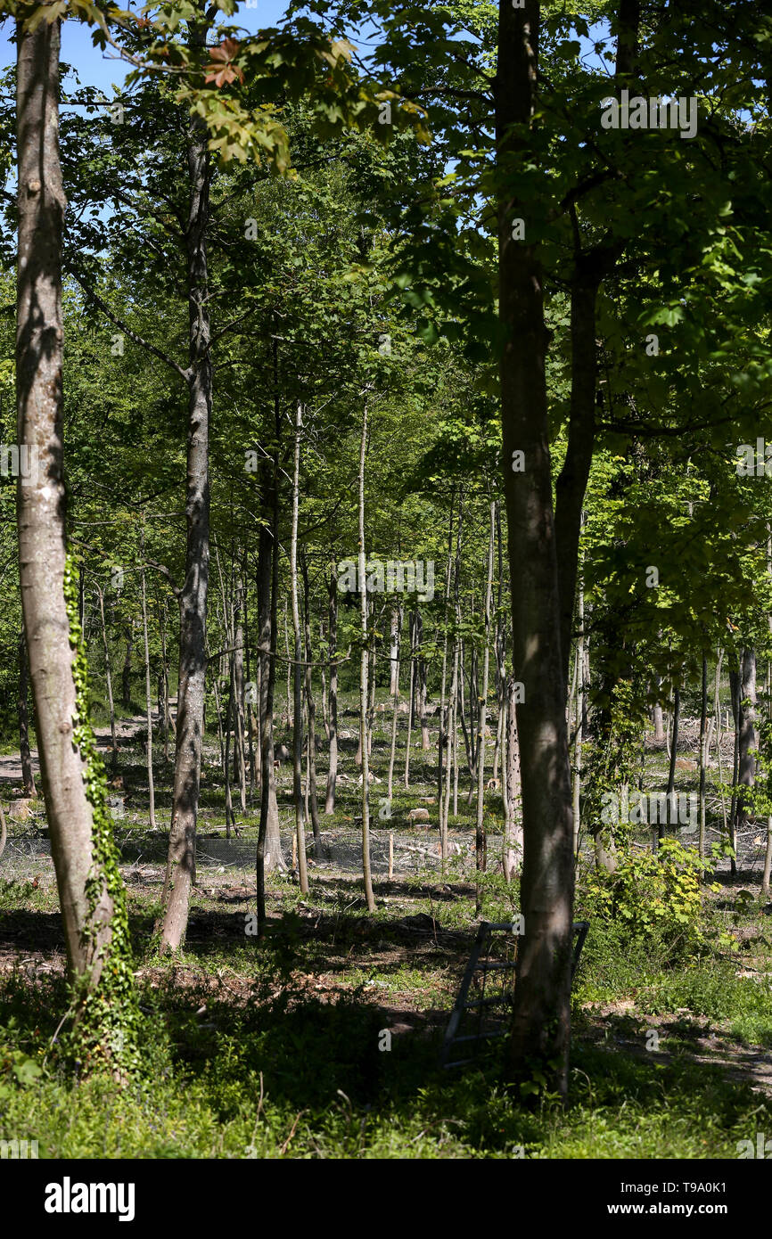Ash trees uk planting hi-res stock photography and images - Alamy