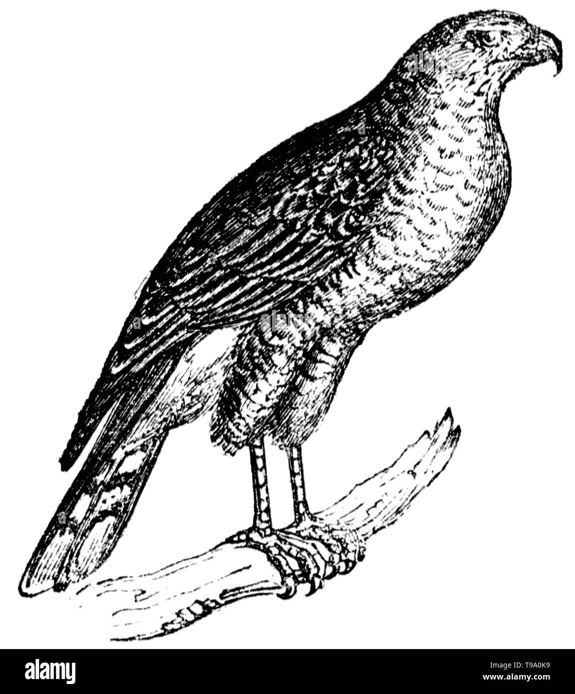 Drawing hawk Cut Out Stock Images & Pictures - Alamy