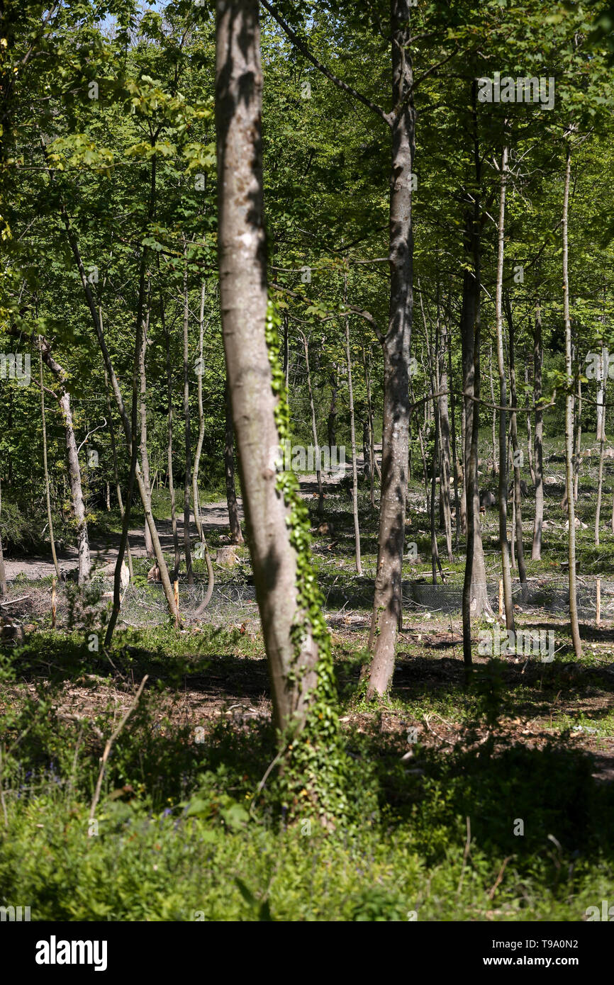 Ash trees uk woodland hi-res stock photography and images - Alamy