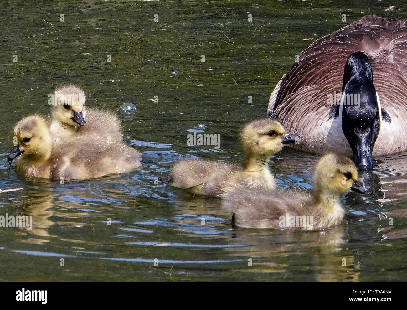 Having a look Stock Photo - Alamy