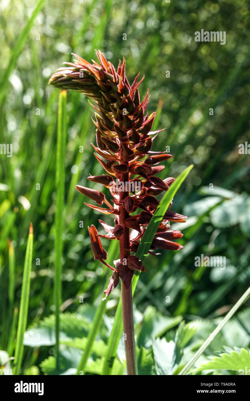 Melianthus major Honey bush Stock Photo - Alamy