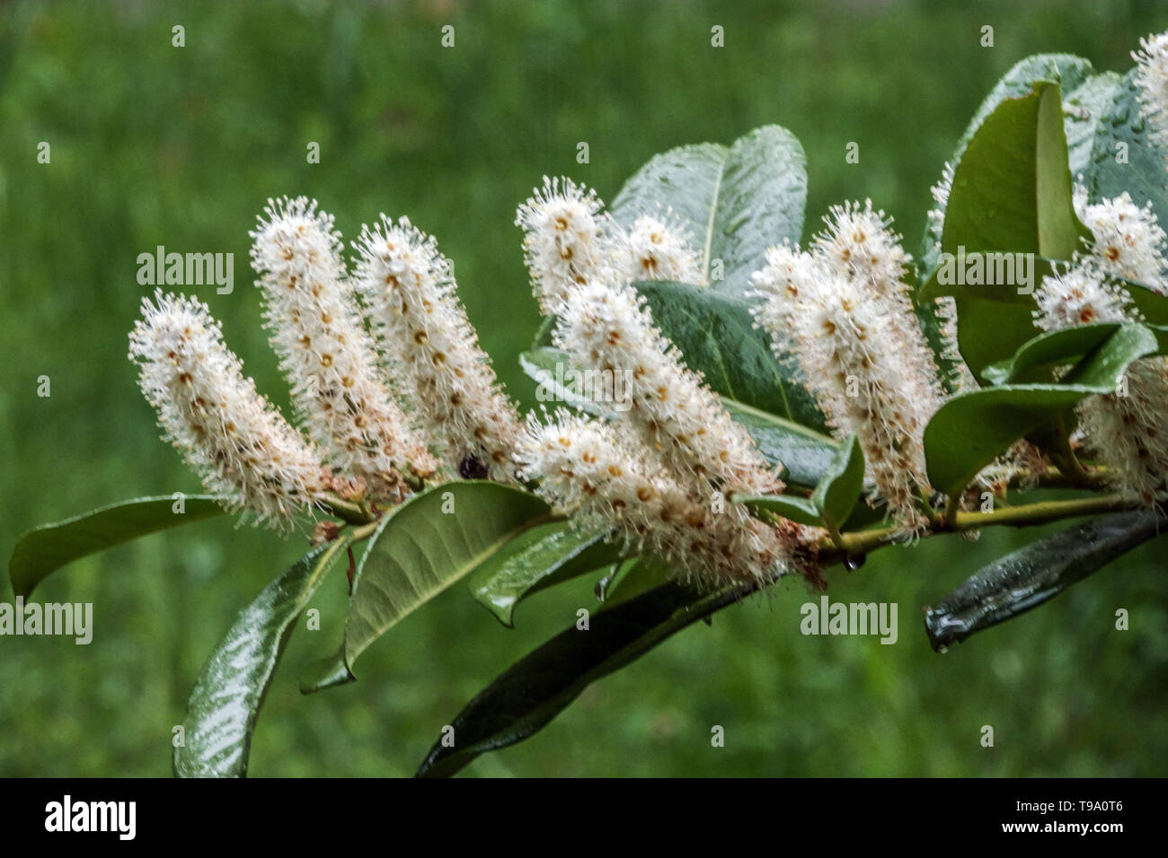 Laurel flower hi-res stock photography and images - Alamy
