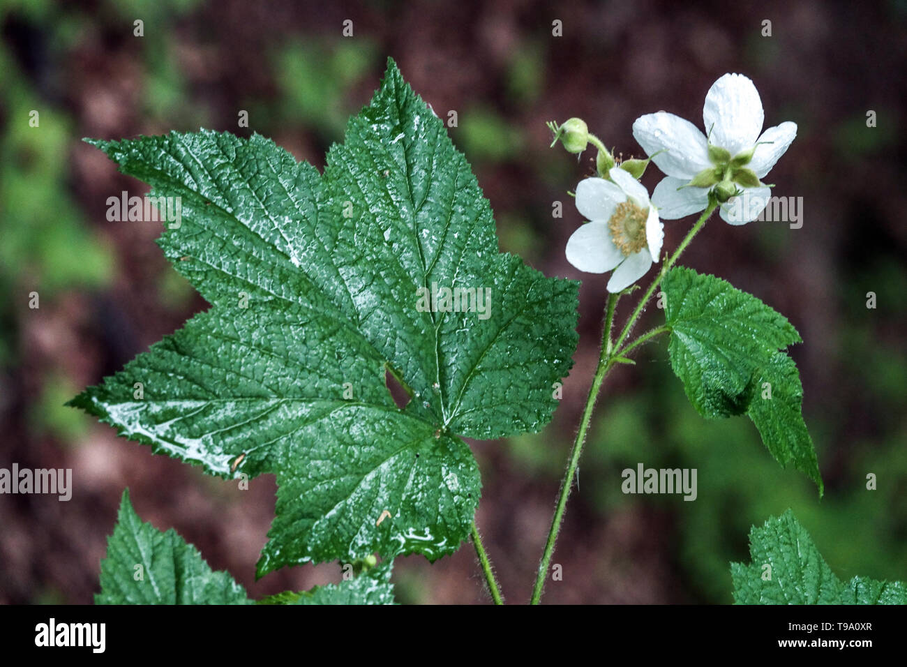 Thimbleberry, Rubus parviflorus Stock Photo - Alamy