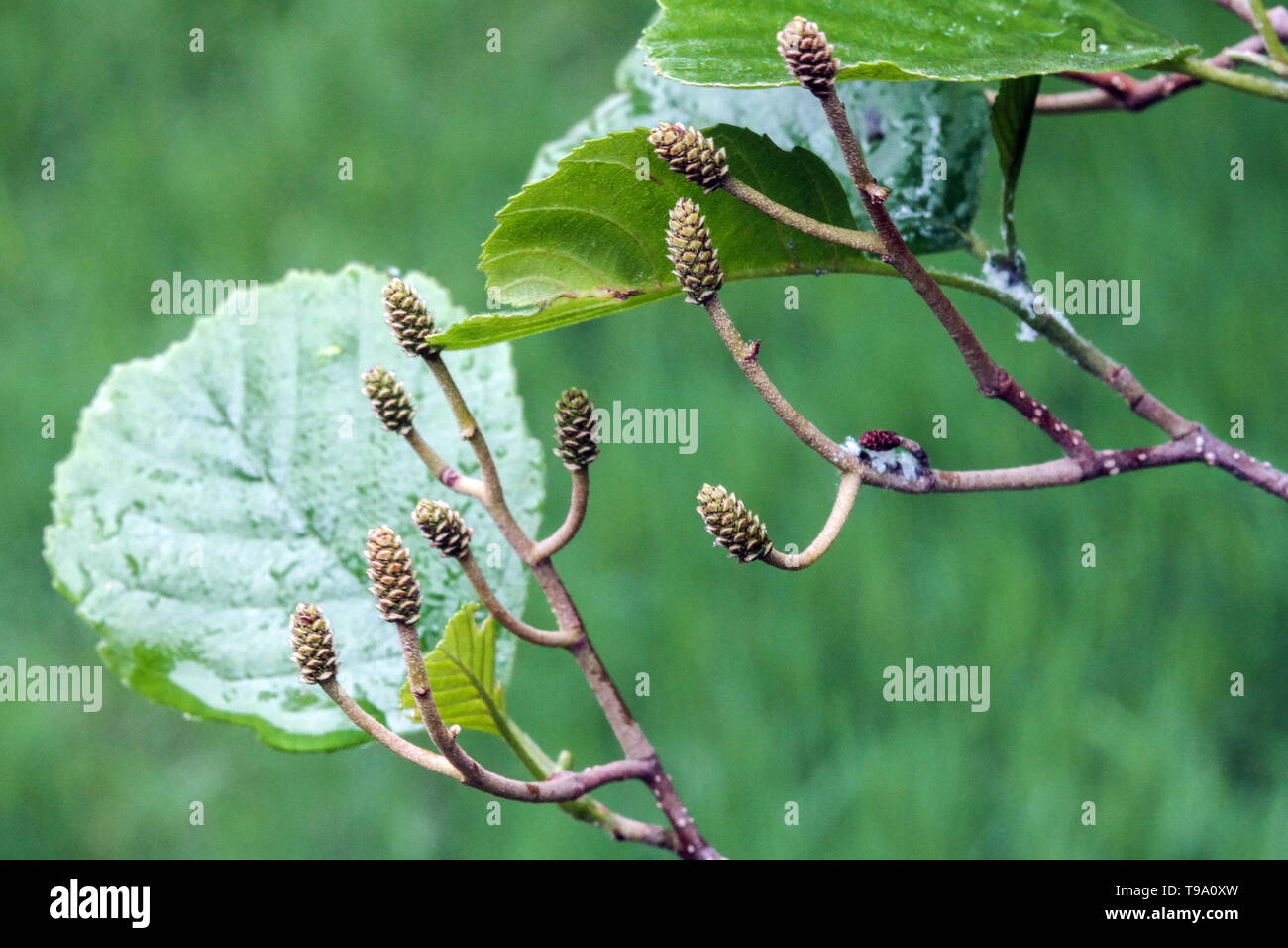 Alder, Alnus glutinosa new cones on twig Stock Photo - Alamy