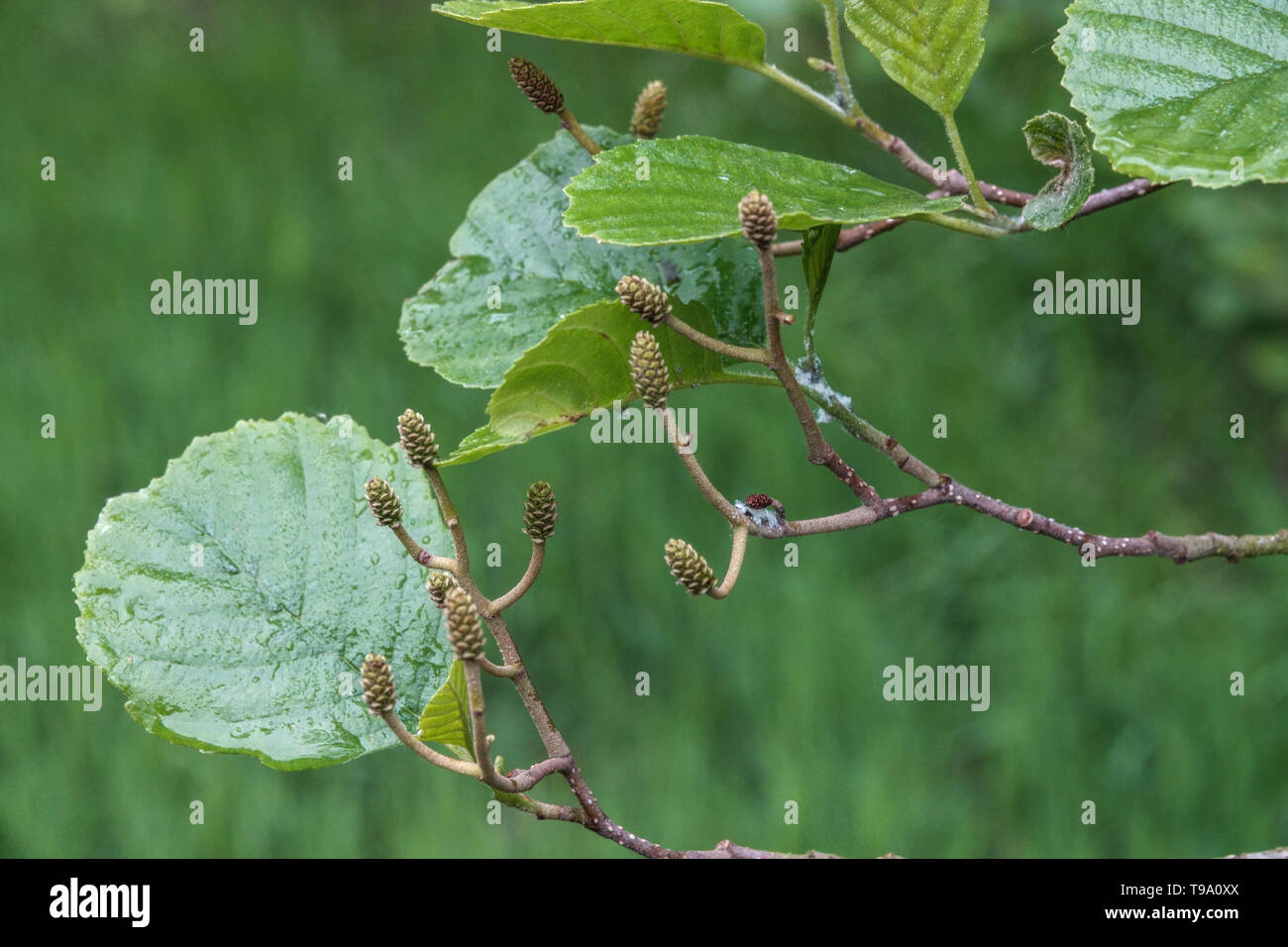 Leaves of alder tree hi-res stock photography and images - Alamy