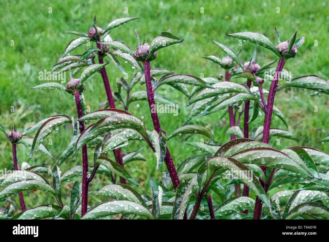 Paeonia lactiflora budding, Peony buds on stalks, Peonies stems Stock ...