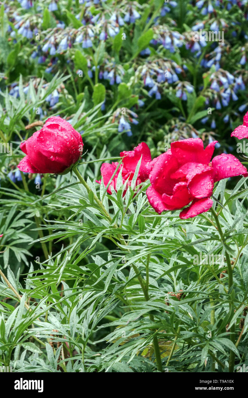 Fern Leaf Peony, Paeonia 'Smouthii', Red peony, Peonies, Symphytum ...