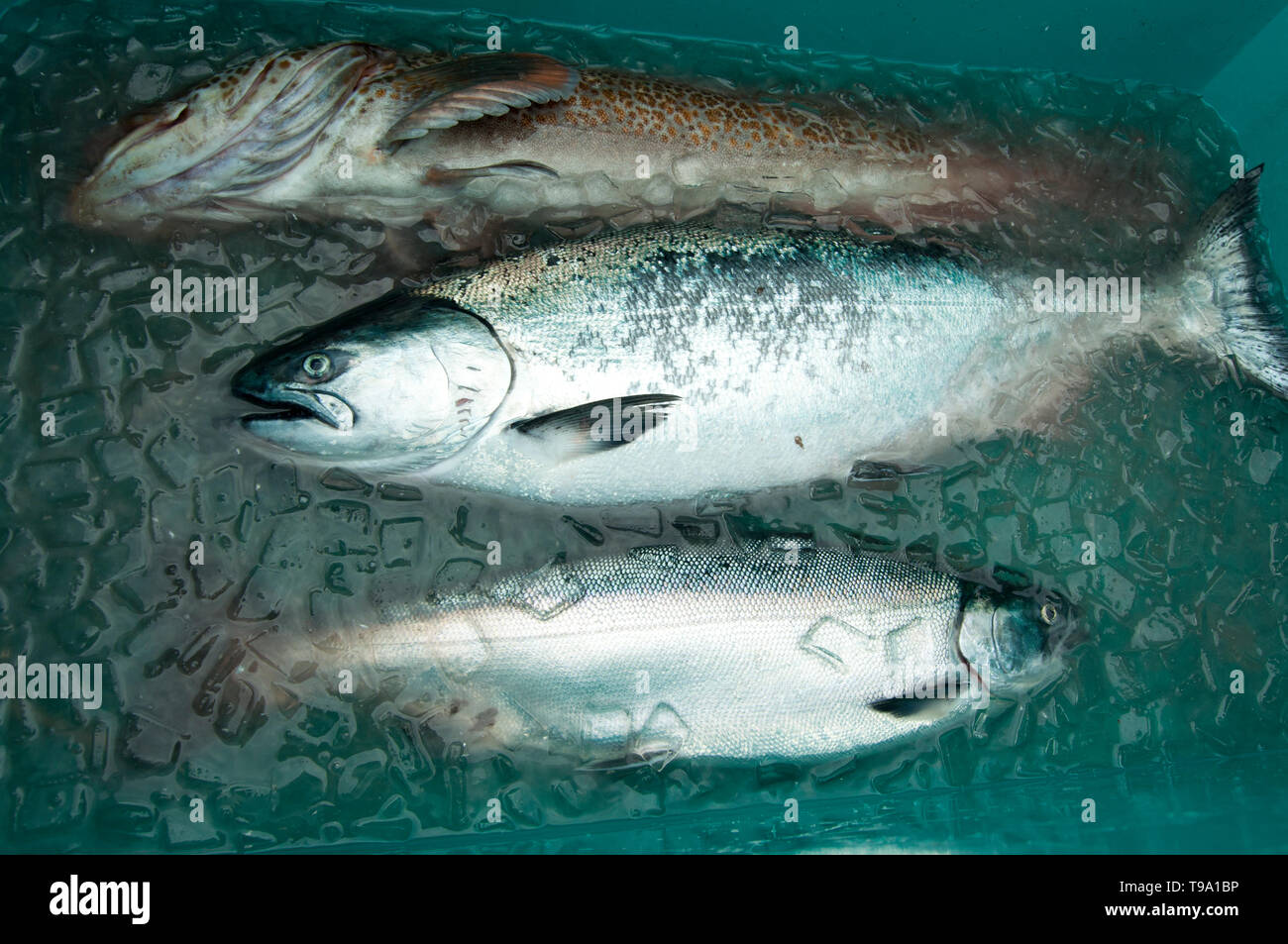 A Lingcod,Silver salmon) and a Chinook salmon (center) iced in a fish ...