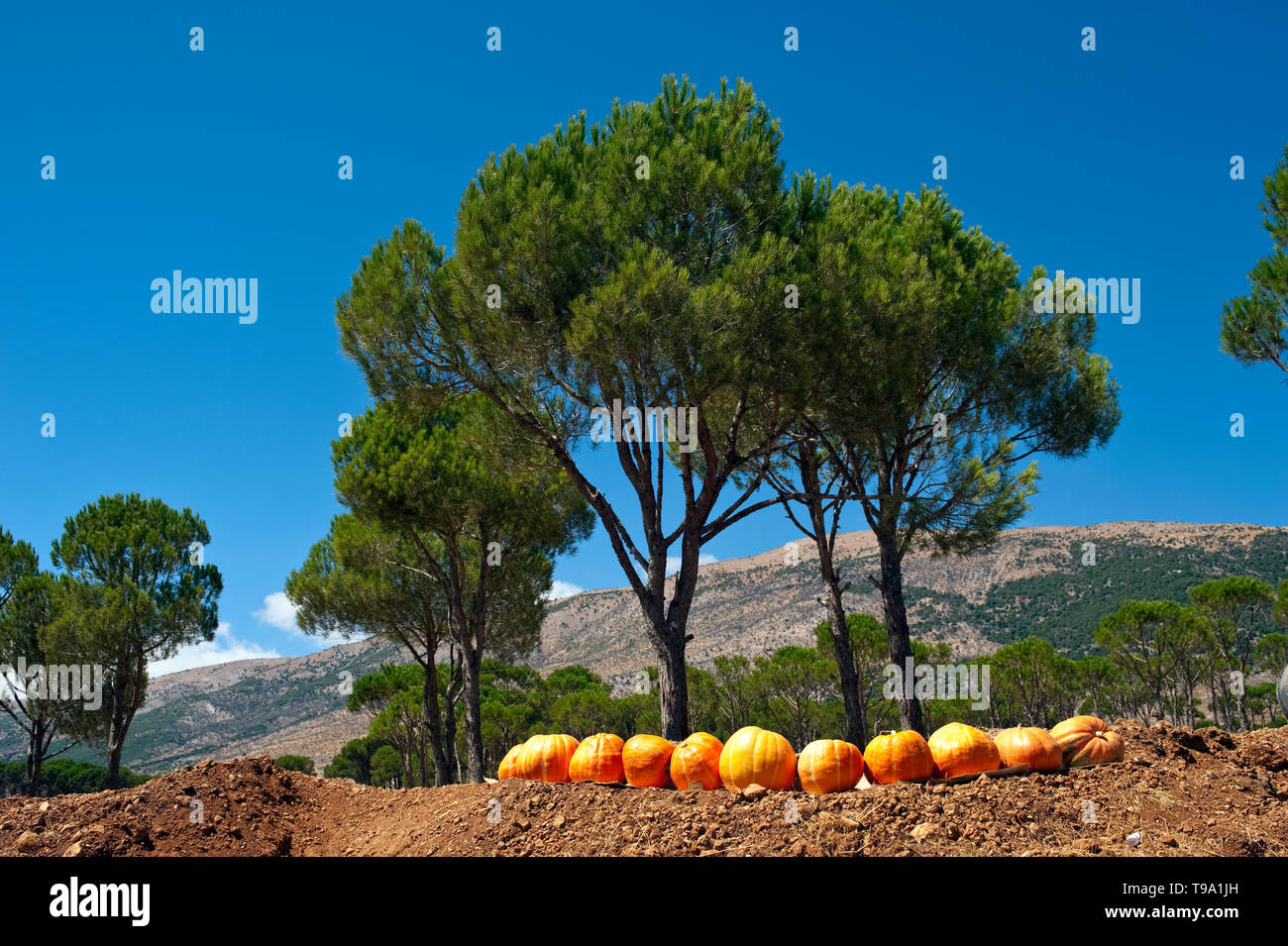 Bekaa ebene hi-res stock photography and images - Alamy