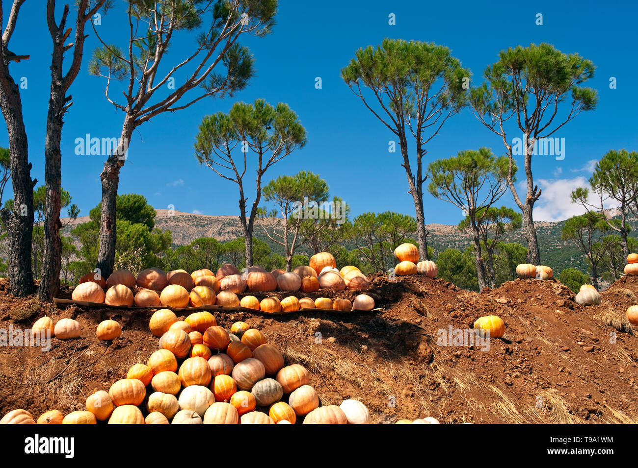 Bekaa ebene hi-res stock photography and images - Alamy