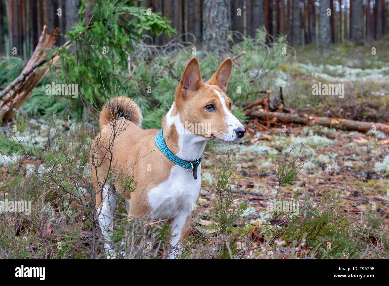 Basenji High Resolution Stock Photography and Images - Alamy