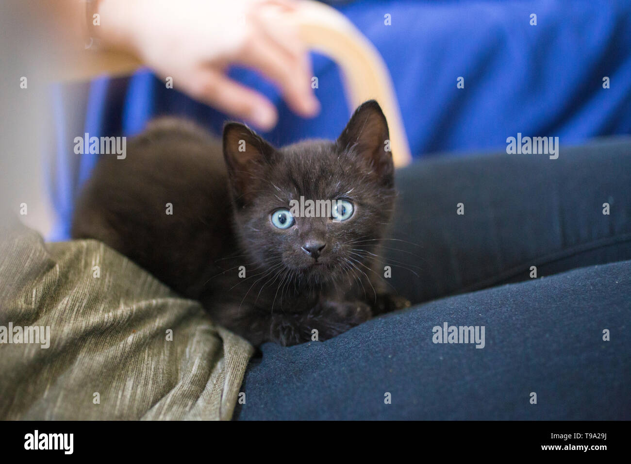 A black cat, kitten, in London. Photo by Akira Suemori Stock Photo - Alamy