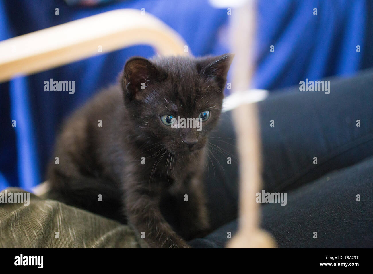 A black cat, kitten, in London. Photo by Akira Suemori Stock Photo - Alamy