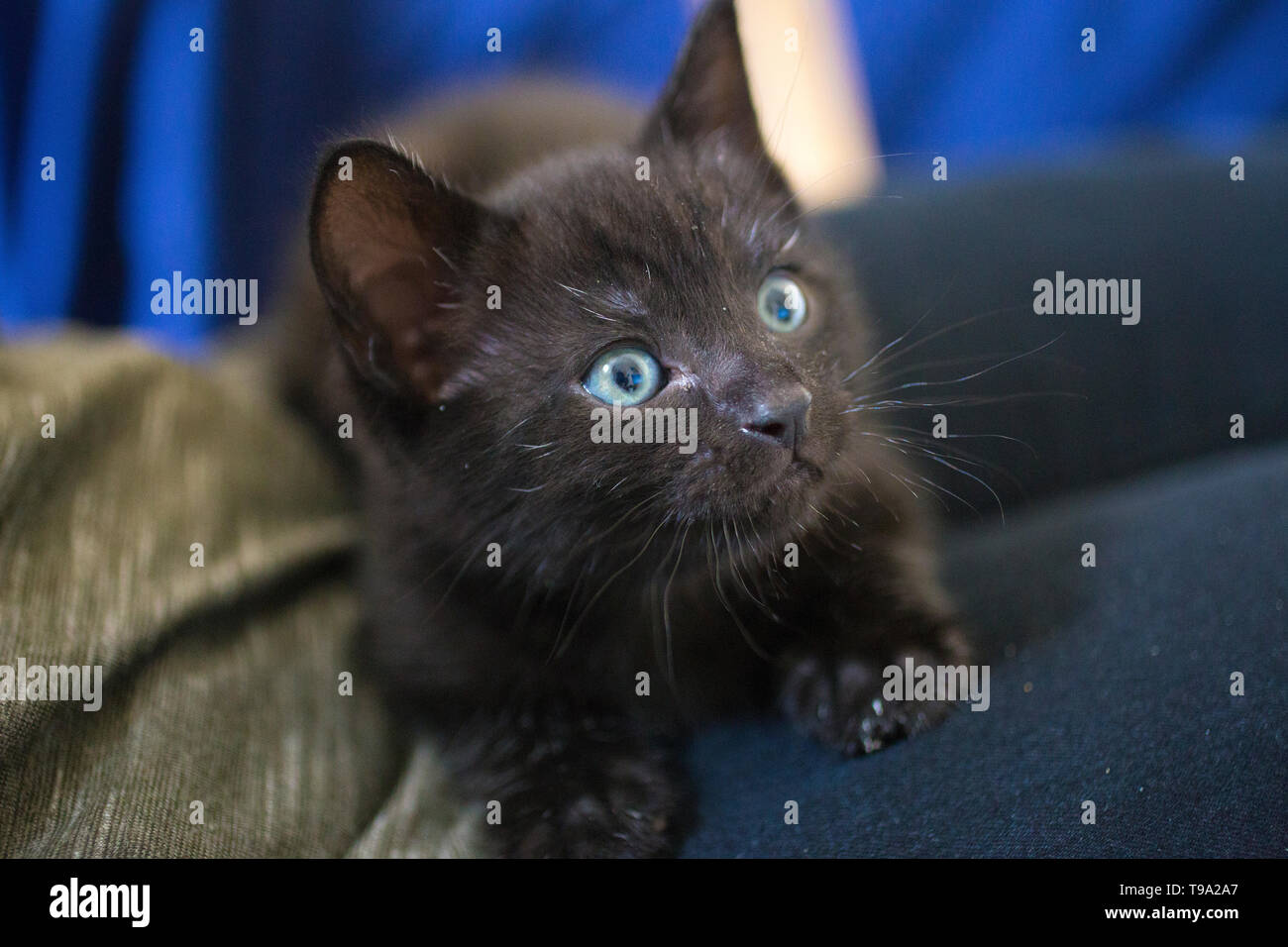 A black cat, kitten, in London. Photo by Akira Suemori Stock Photo - Alamy