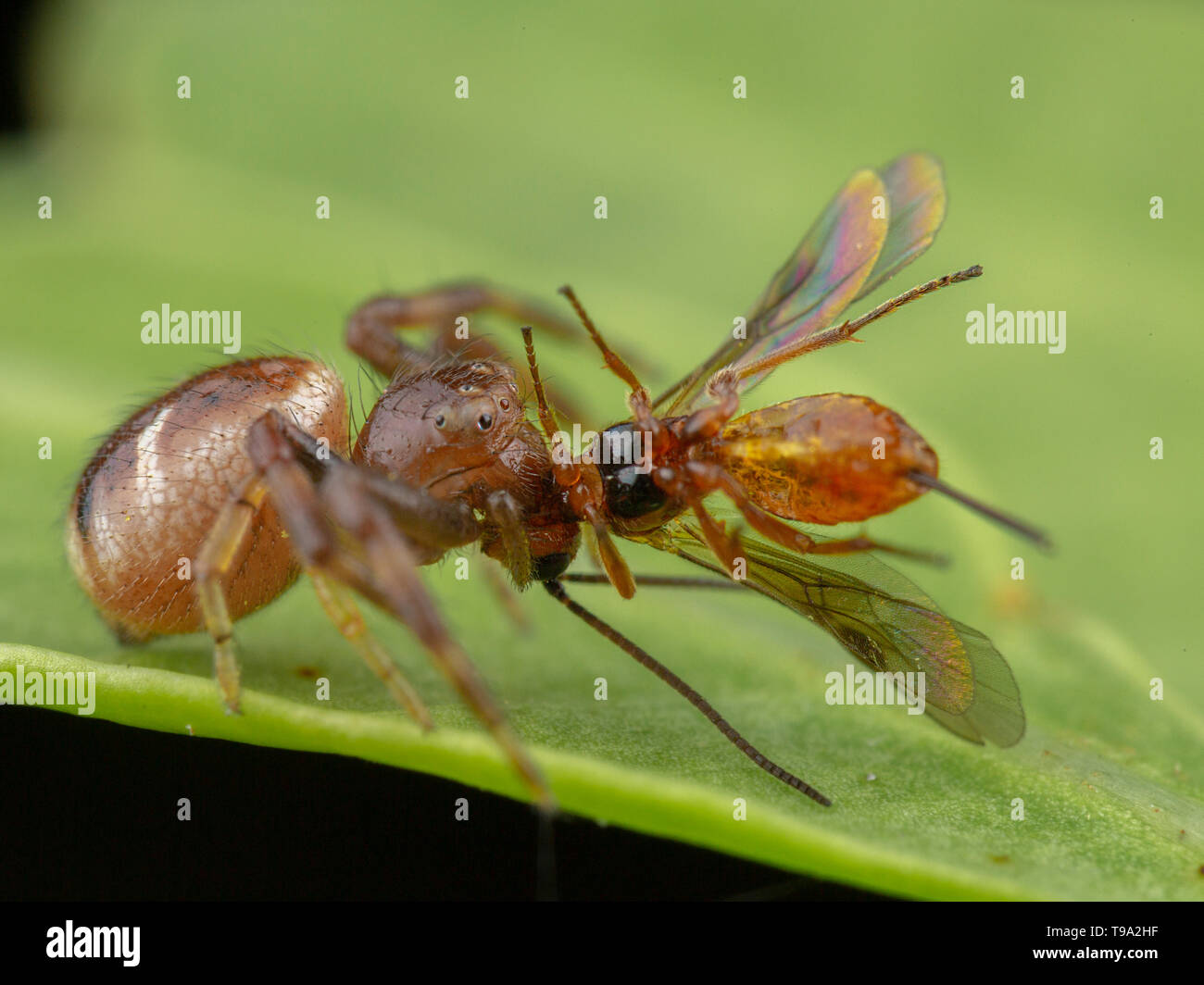 Little jumping spider with caught bee Stock Photo - Alamy