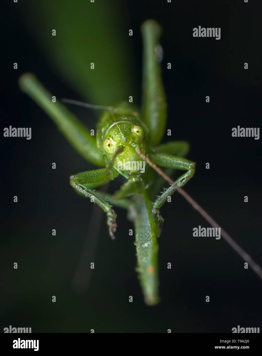 Herbivorous arthropod hi-res stock photography and images - Alamy