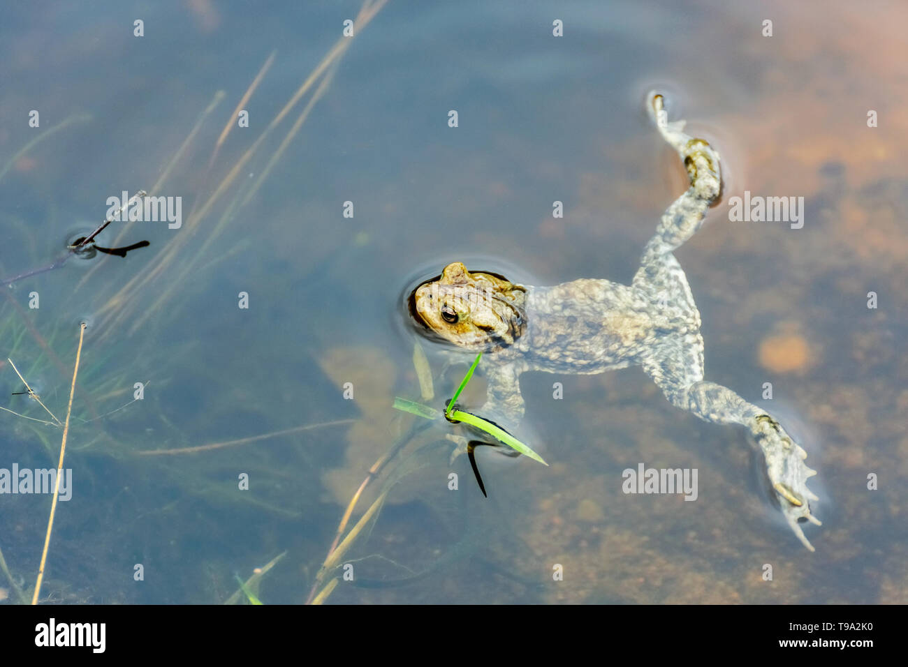 The image of a frog floating on a calm surface next to a blade of grass ...