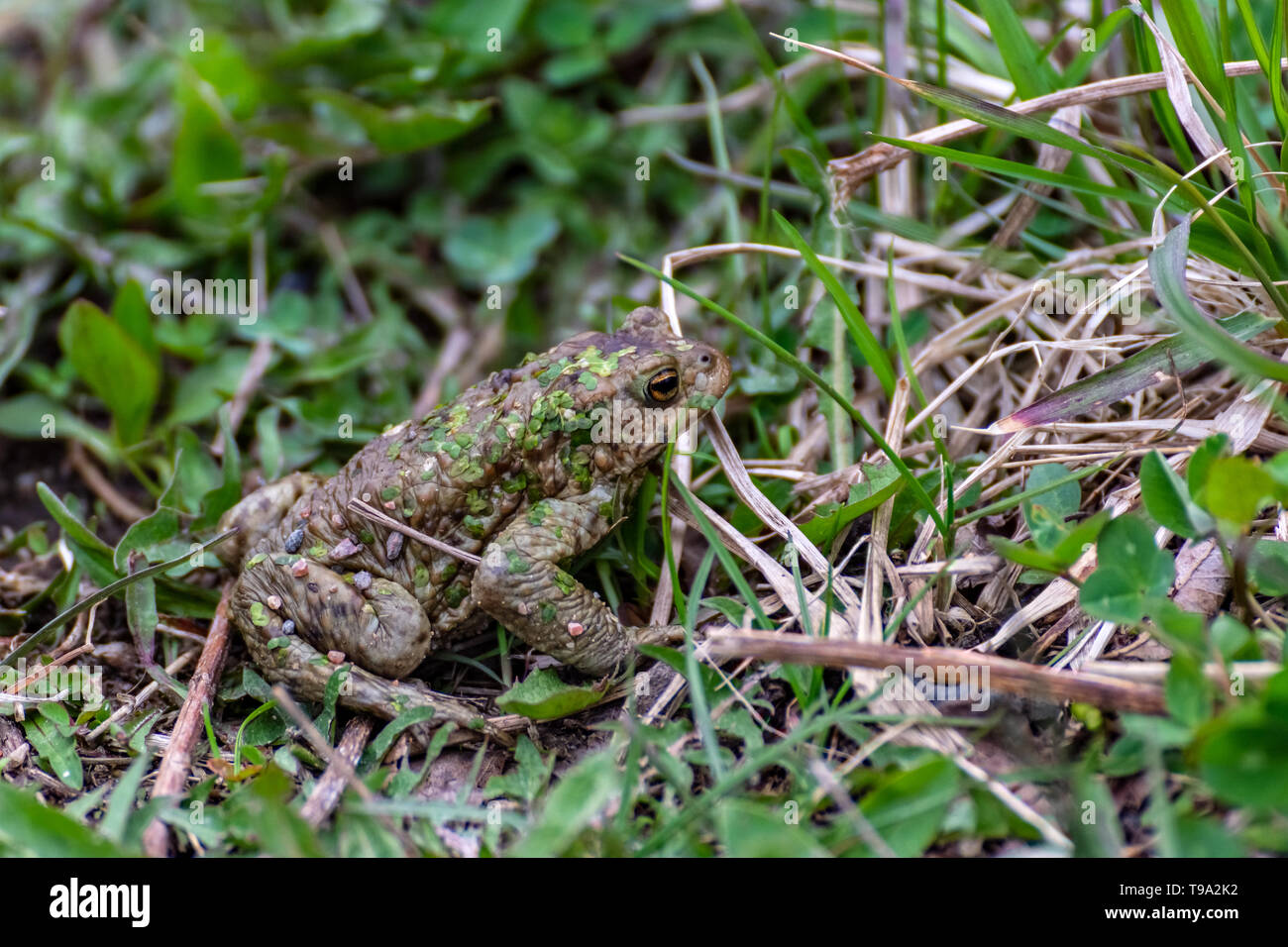 Brown frog covered in duckweed and small pebbles sits in the green ...