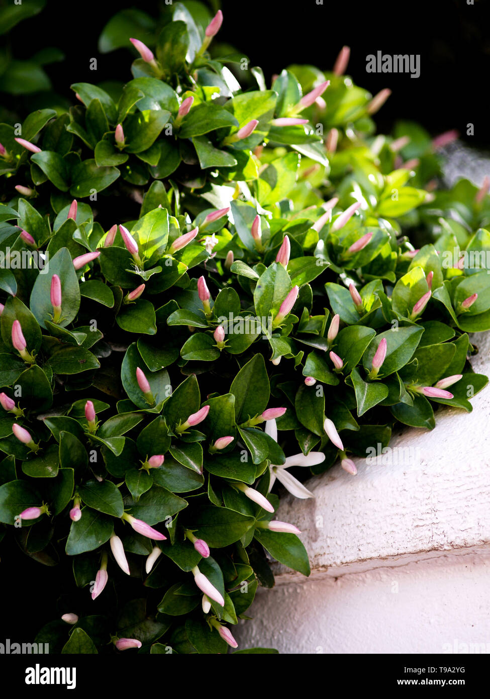 wild jasmine of southern Africa on bricks Stock Photo - Alamy