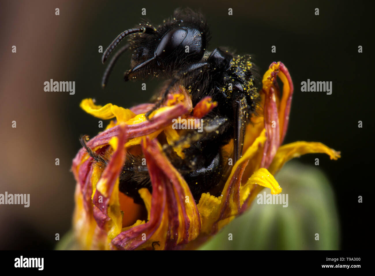 Little black bee standing up after sleeping on a flower Stock Photo - Alamy