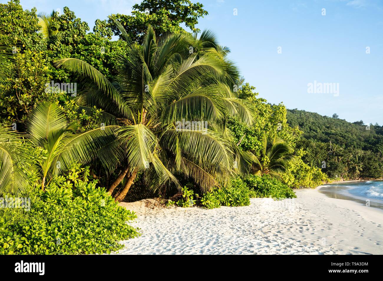 Coconut Trees Baie Lazare Beach, Mahe Island, Seychelles Stock Photo ...